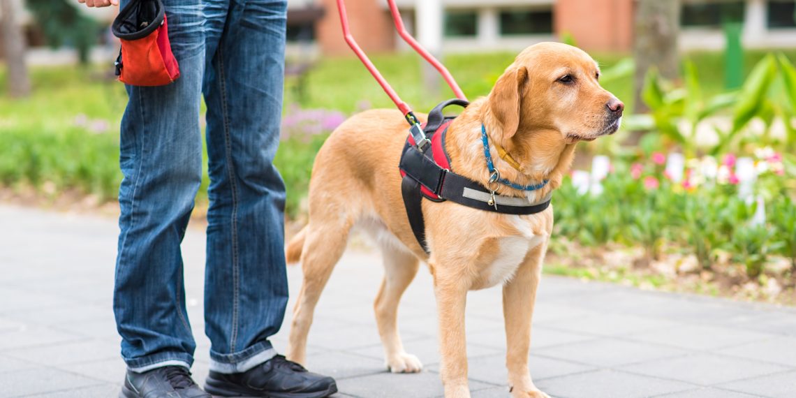 What You Need to Know About Service Dogs - The Brain Health Magazine